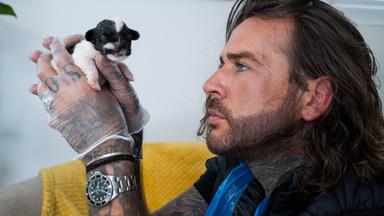 Pete Wicks: For Dogs' Sake | TV Time