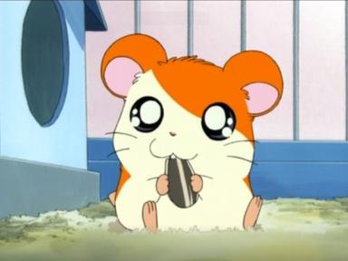 Hamtaro | TV Time