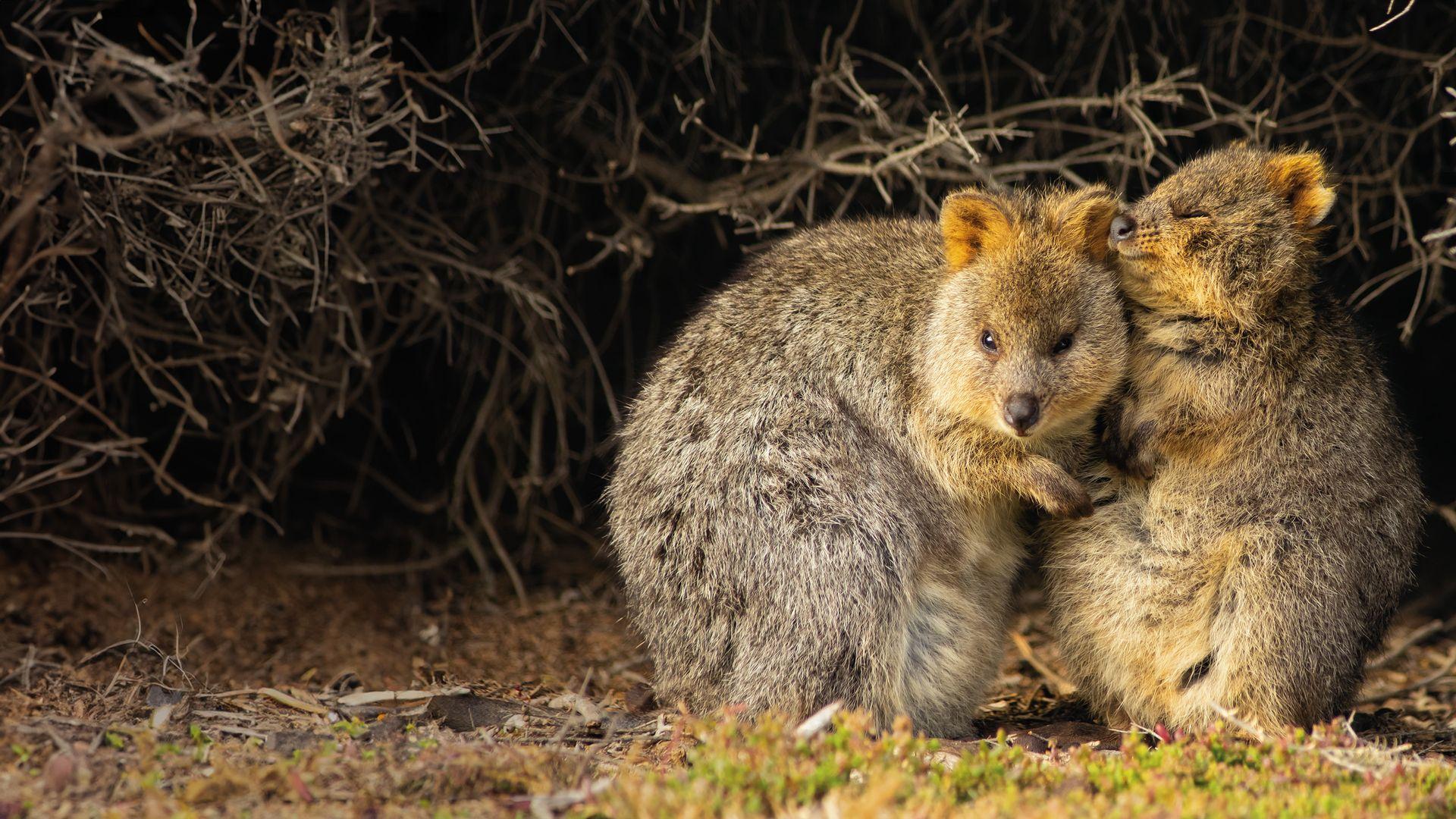 Rottnest Island: In the realm of the Quokkas | TV Time